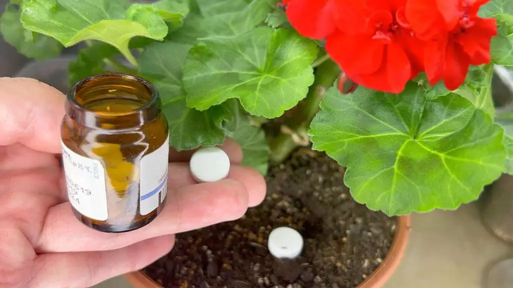The Secret to Endless Blooms: One Tablet Under Each Flower 🌸 – The ...