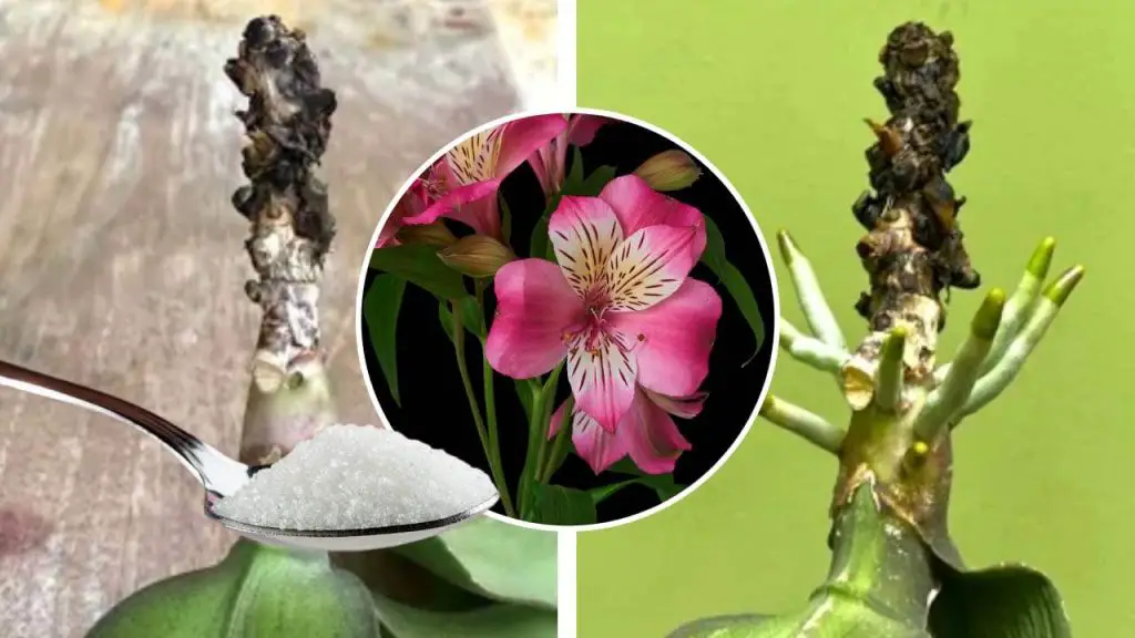 Revive Rootless Orchids with This Simple Kitchen Ingredient! 🌿 – The ...