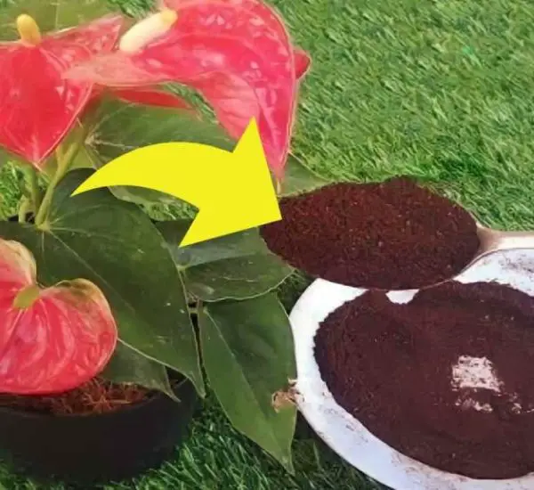 Should You Put Bleach in Flowers? Expert Advice Revealed – The ...