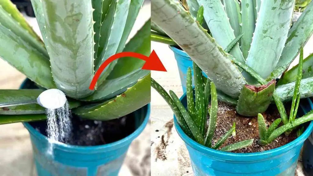 🌿 Aloe Vera: The Secret to Instant Multiplication and Stronger Growth ...