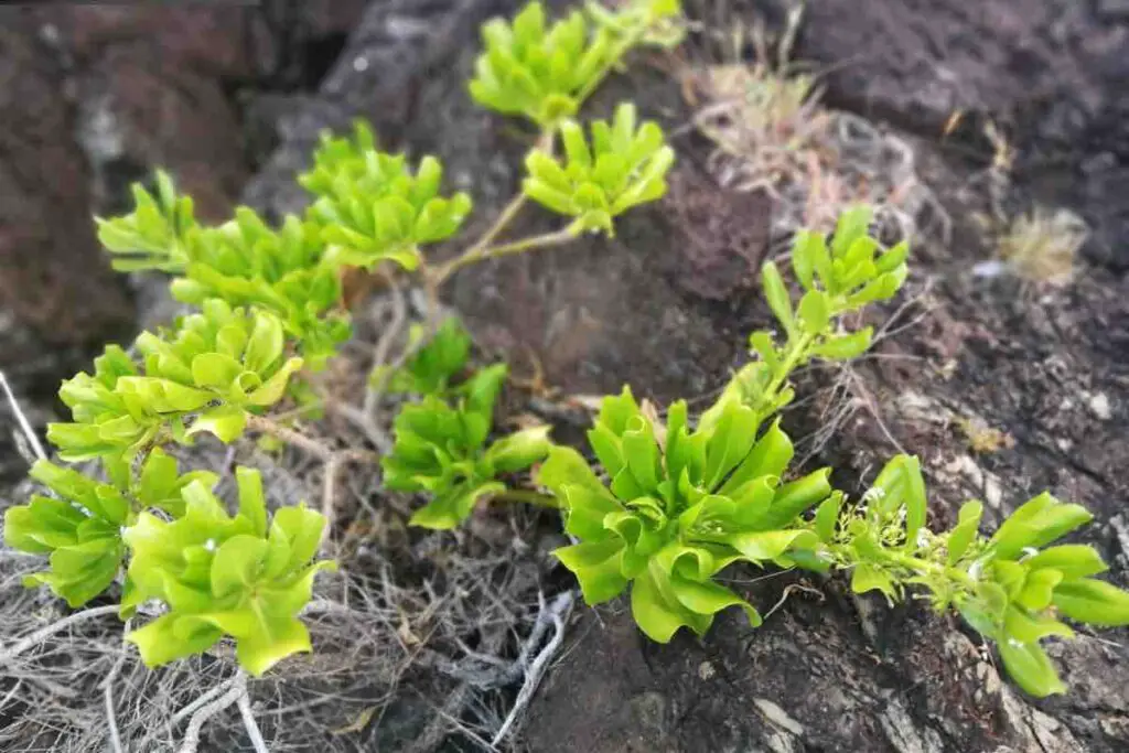 Plants on Rocks: How They Grow in Such Tough Environments – The ...
